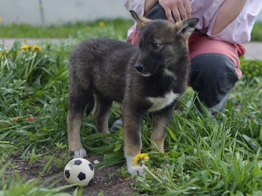 Малышка Жужа в добрые руки