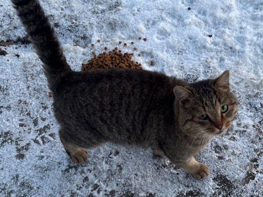 Кот выживает на мусорке