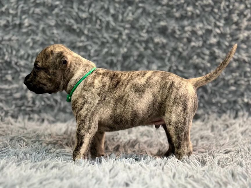 Щенки питбуля