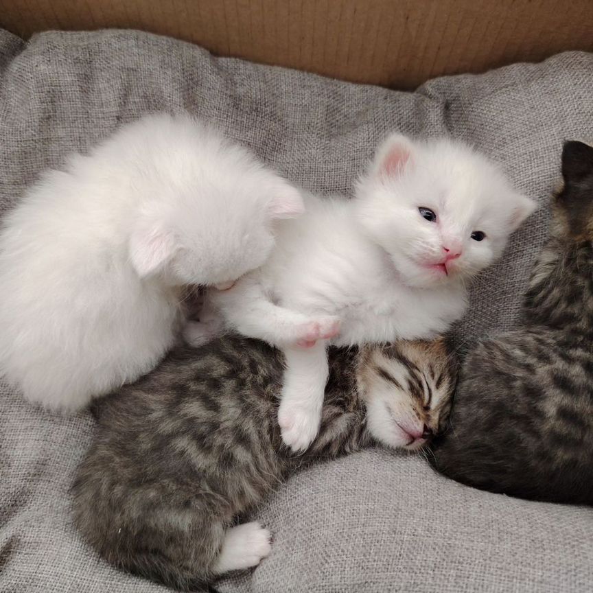 Котята
