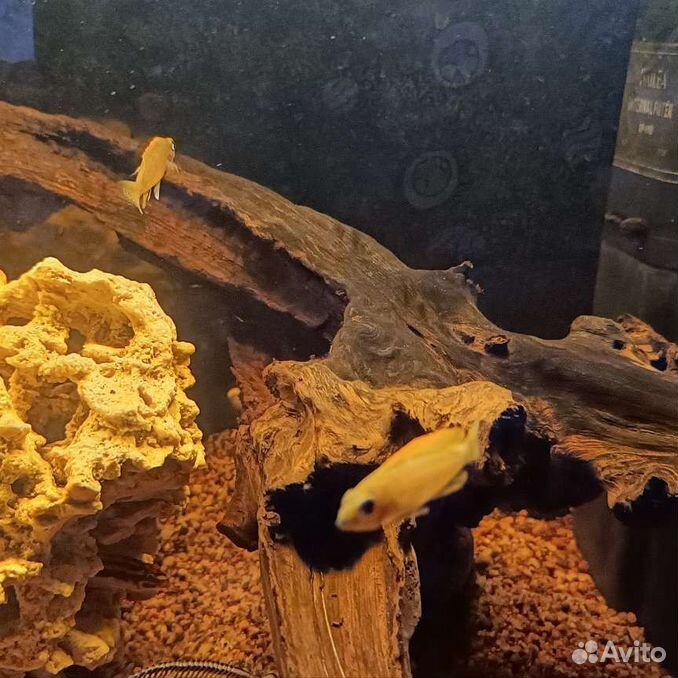 Лампрологус каудопунктатус, цихлиды