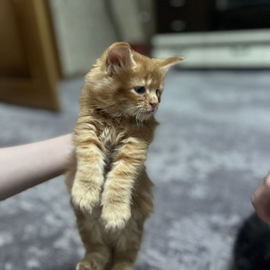 Котята мейн-кун