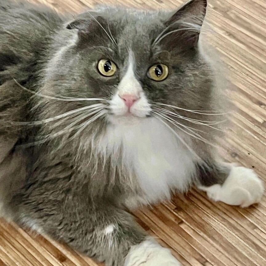 Особенный котофей