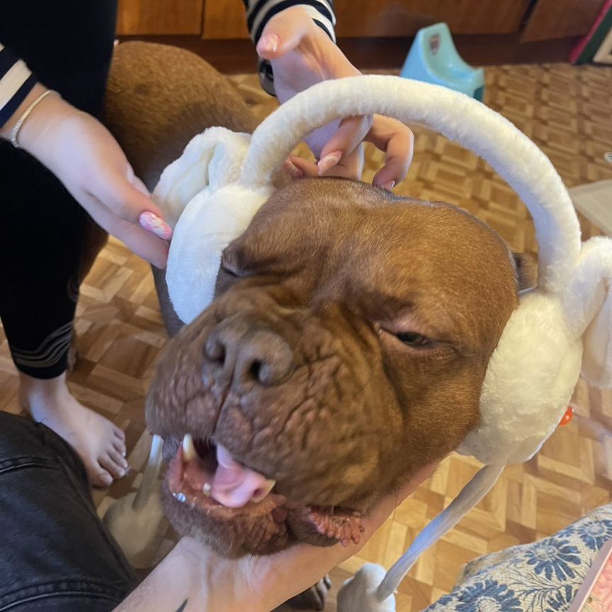 Бордосский дог