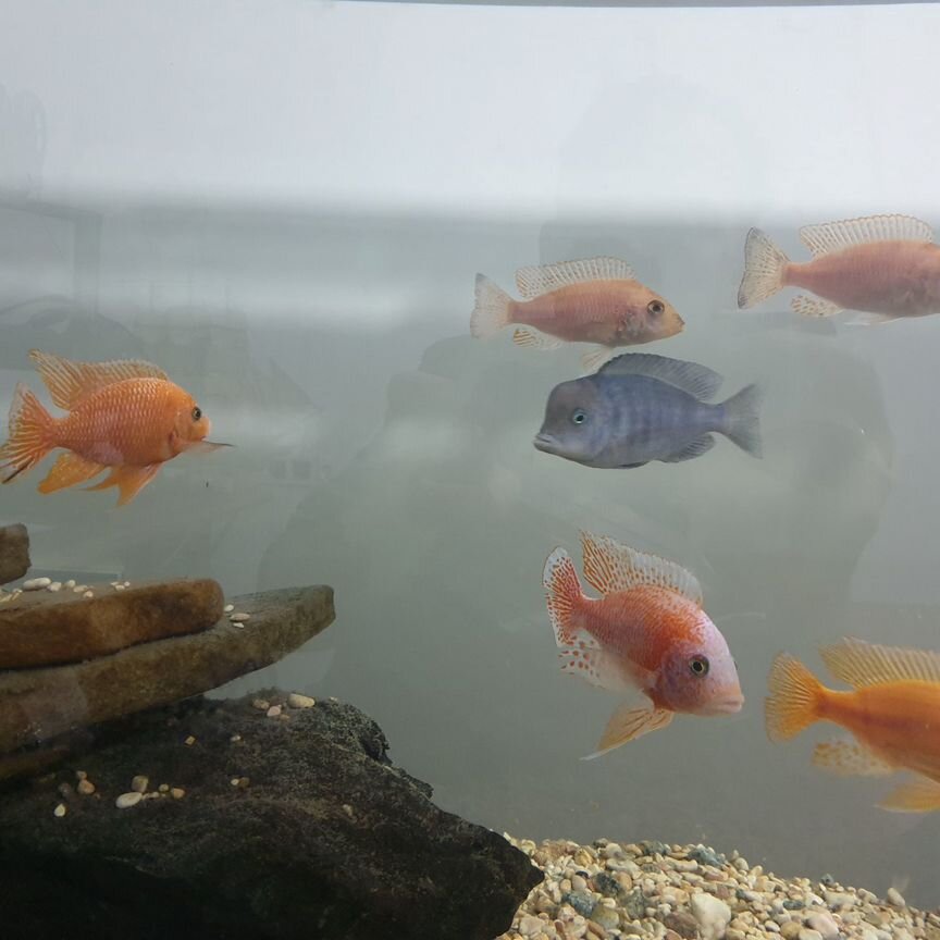 Аулонокара орхидея