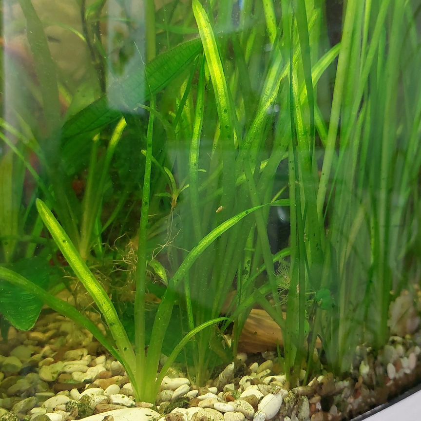 Валлиснерия