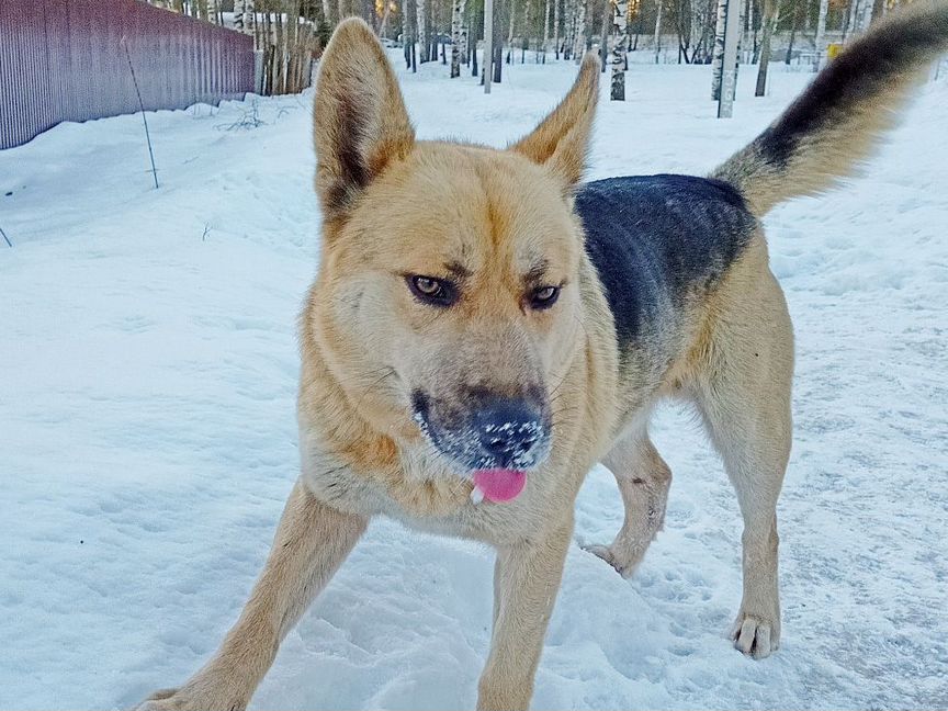 Собака (мальчик) в добрые руки