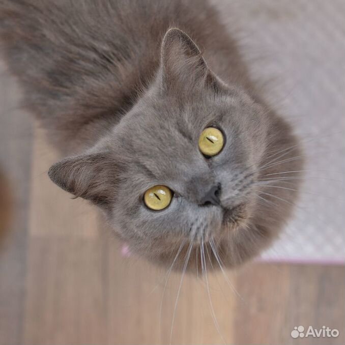 Сибирская дымчатая серая кошка