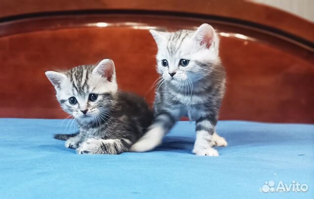 Чистокровные британские котята