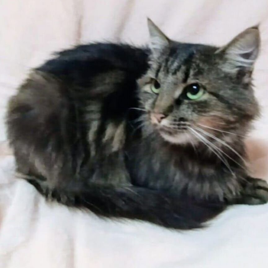 Кошечка из Белгорода (1,5 года) ищет новый дом