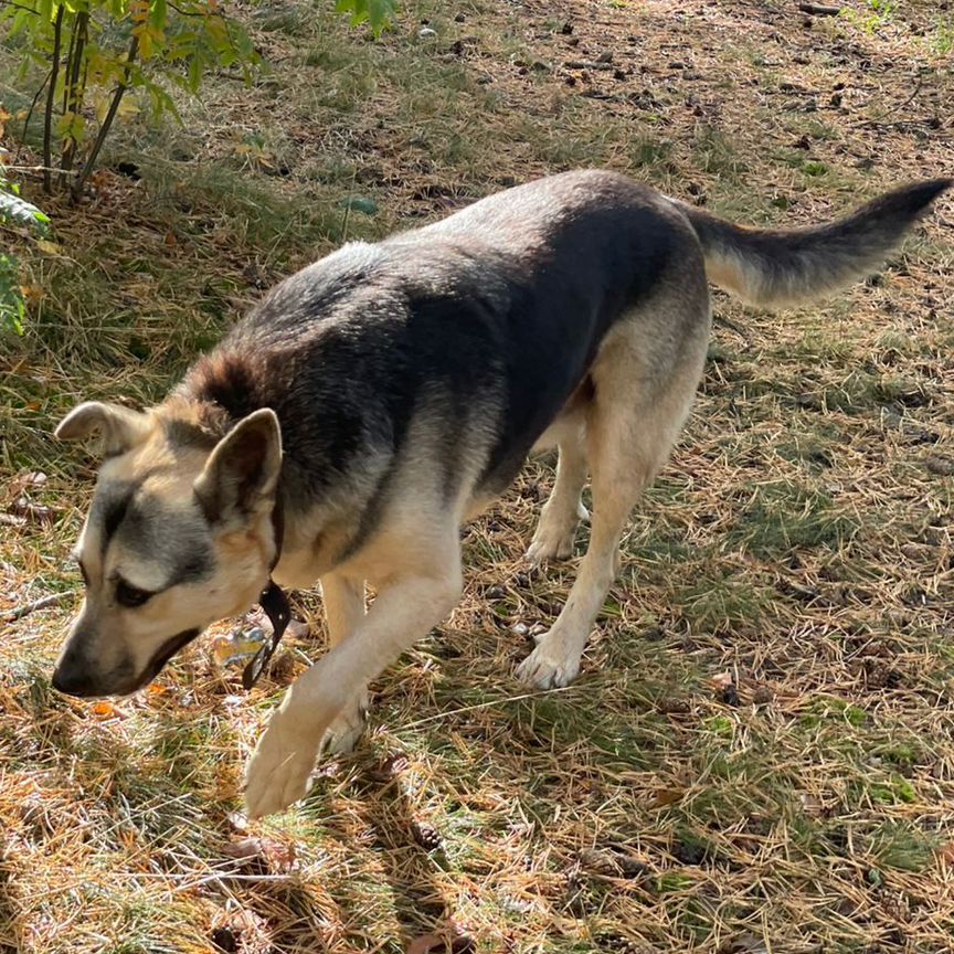 Взрослый пёс в добрые руки