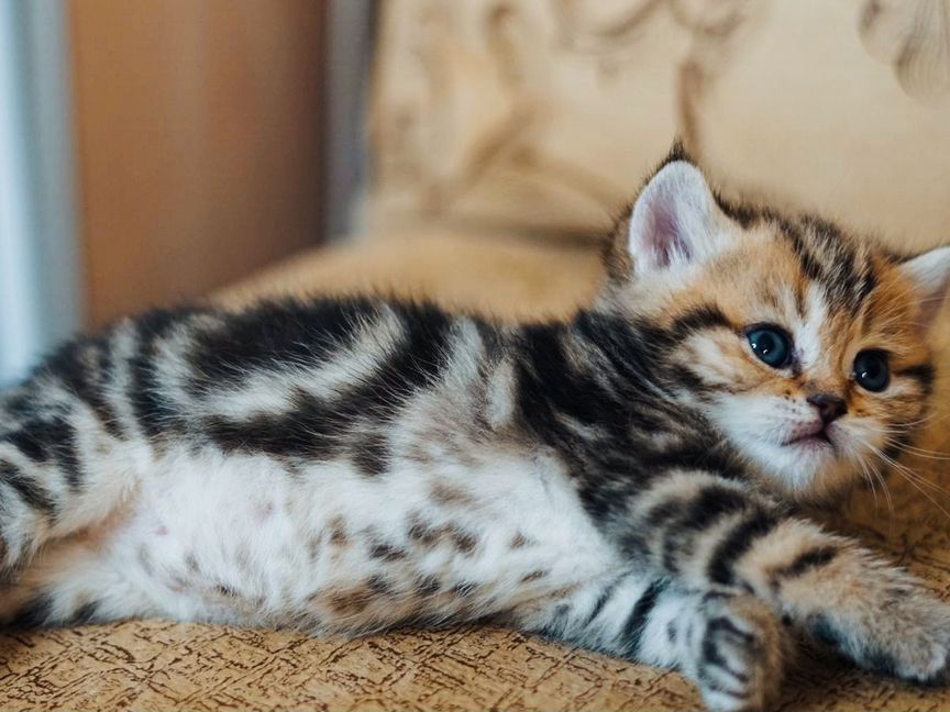 Кошки