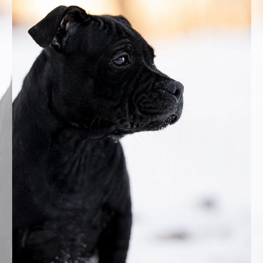 Стаффордширский бультерьер, щенок