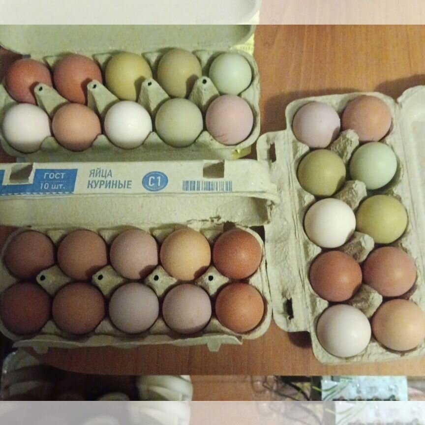 Инкубационное яйцо