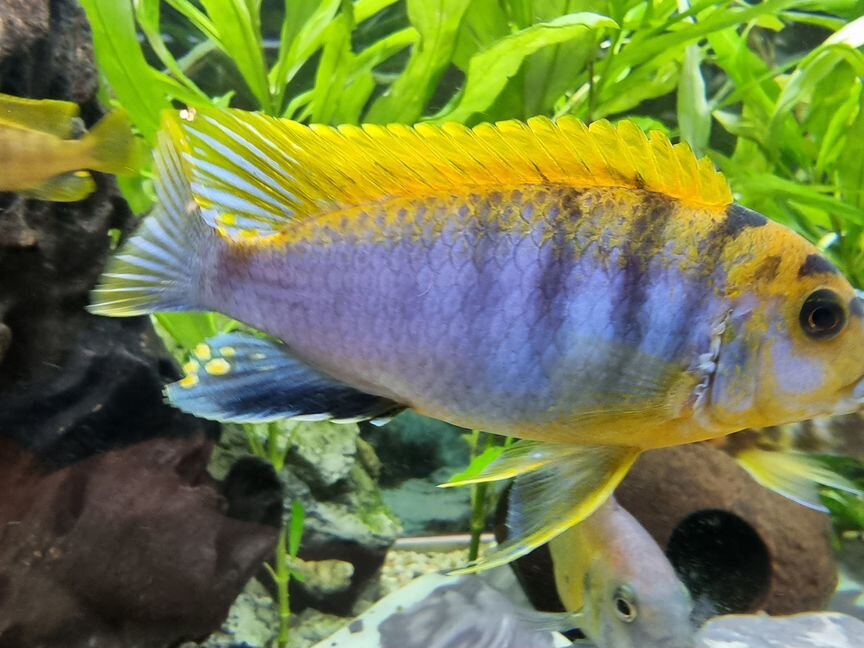 Африканские цихлиды в дар