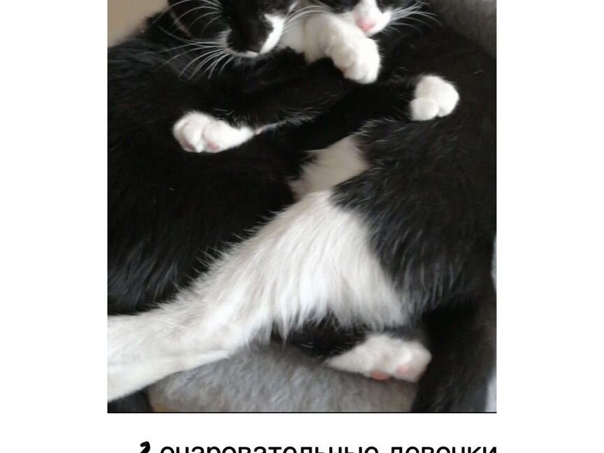 Котята девочки