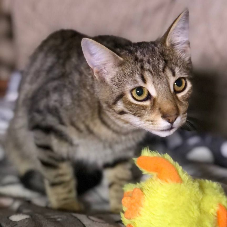 Котёнок Люксор