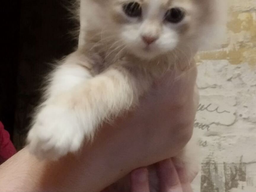 Котята мейн-кун