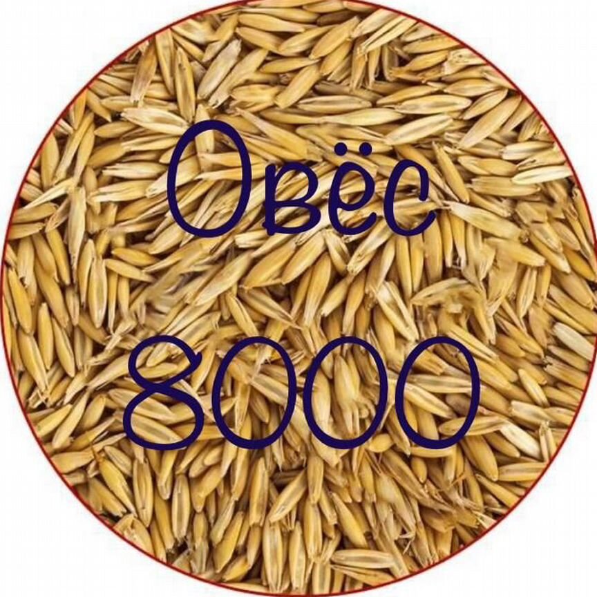 Овес