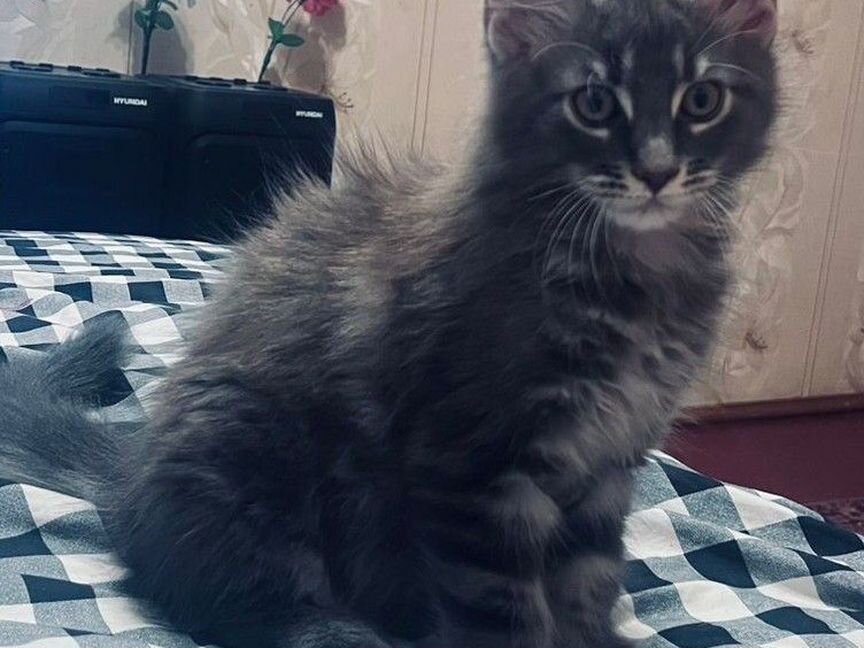 Котята мейн-кун