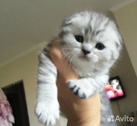 Вислоухие мраморные кошечки
