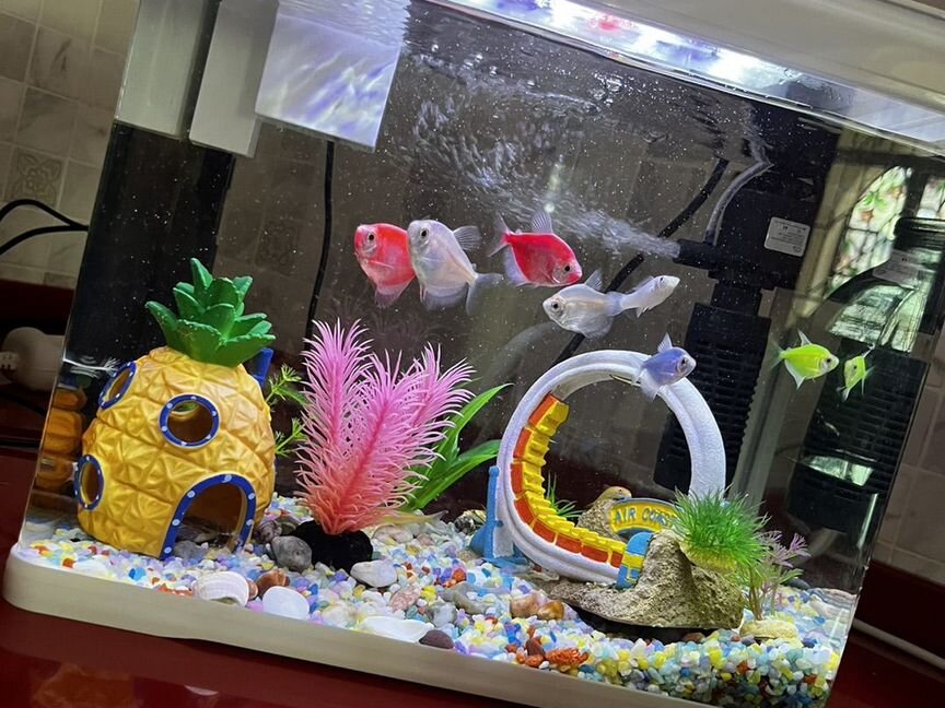 Аквариум с рыбками оборудованием аксессуарами