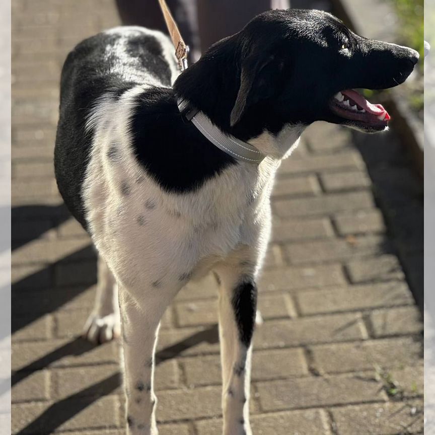 Взрослая собака в добрые руки