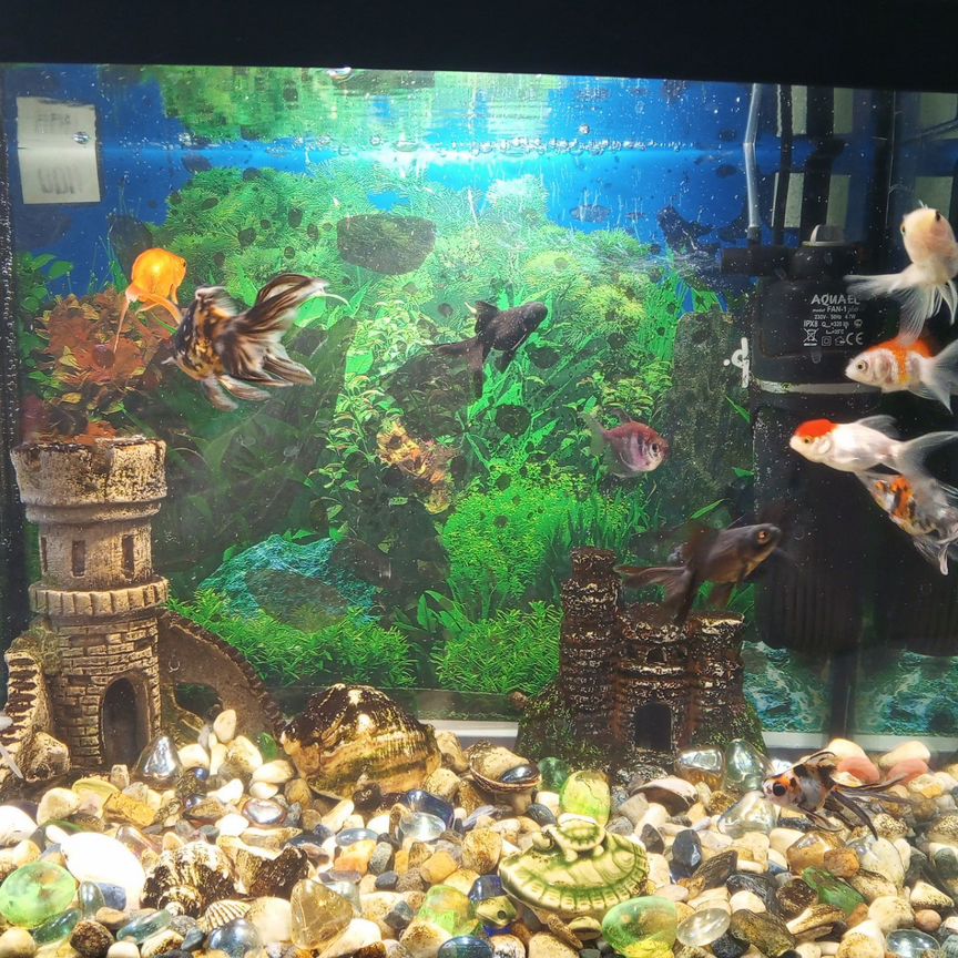 Аквариум с рыбками бу на 30л