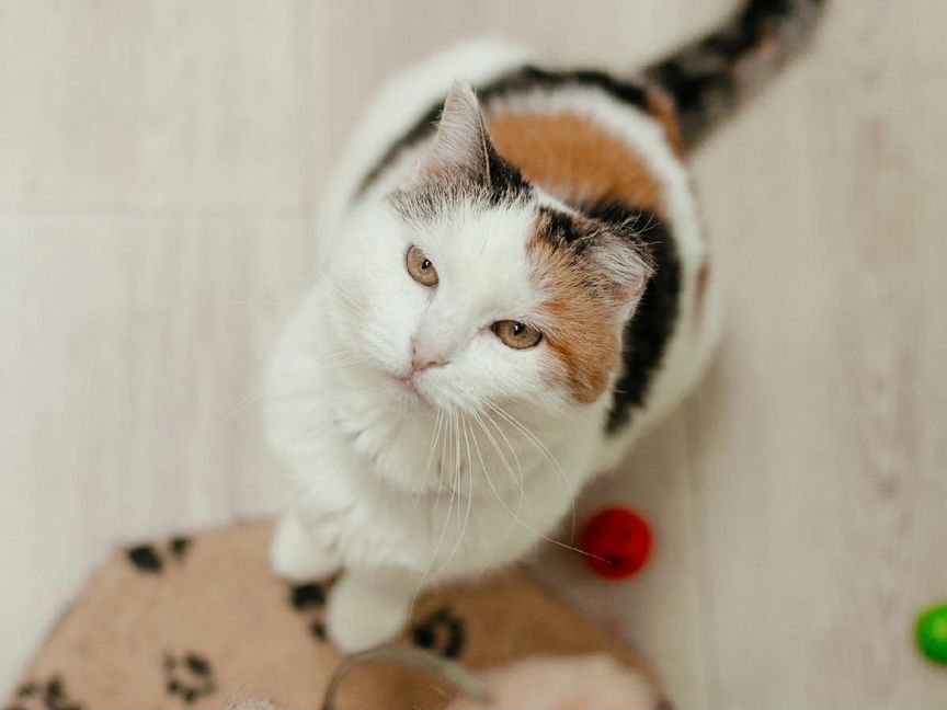 Кошка Даша ищет дом
