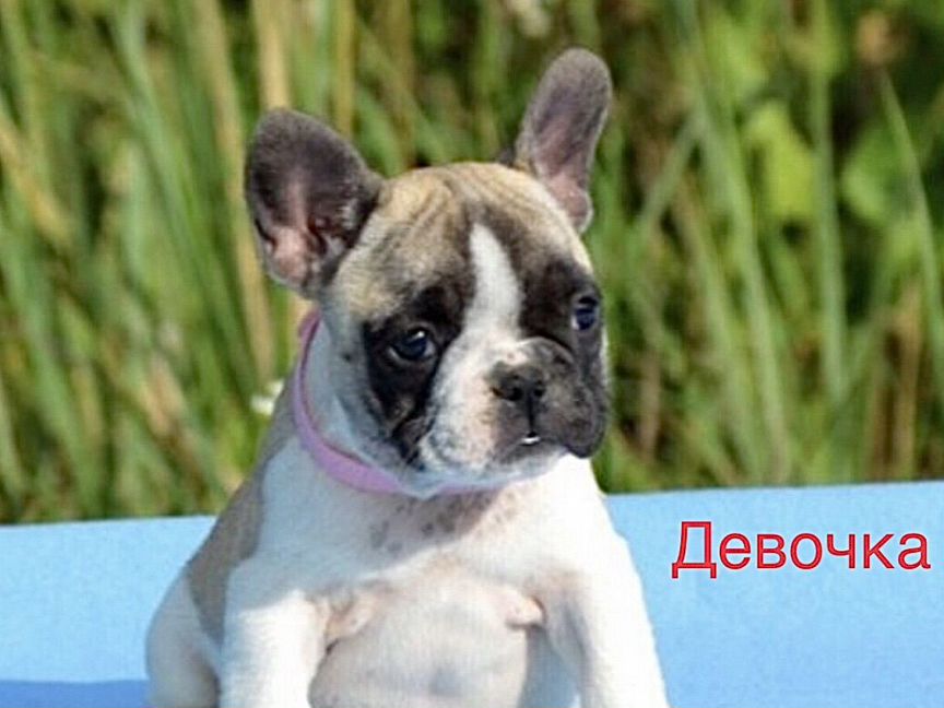 Чудесная девочка куколка, щенок фр.бульдога
