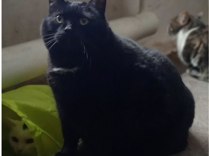 Вы говорите, что видели больших котиков