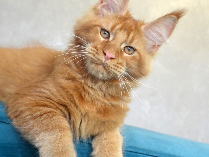 Котик мейн кун рыжик