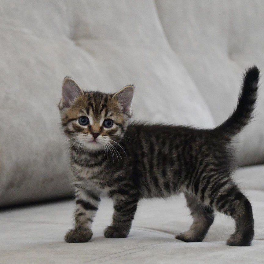Кошечка малышка ждет своих хозяев