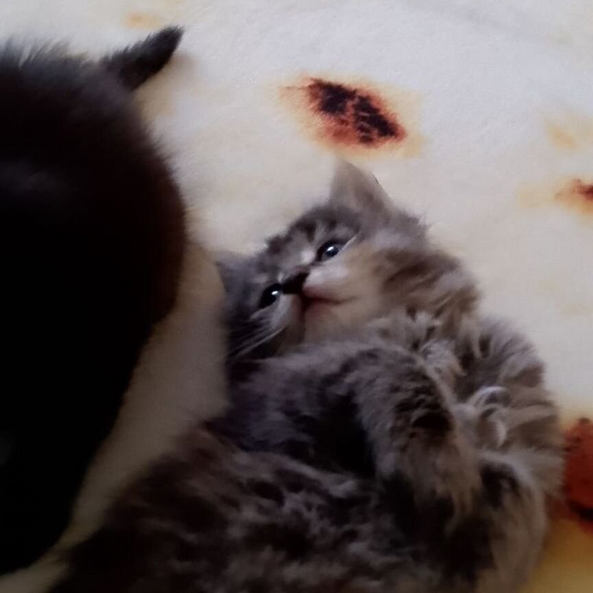 Котята