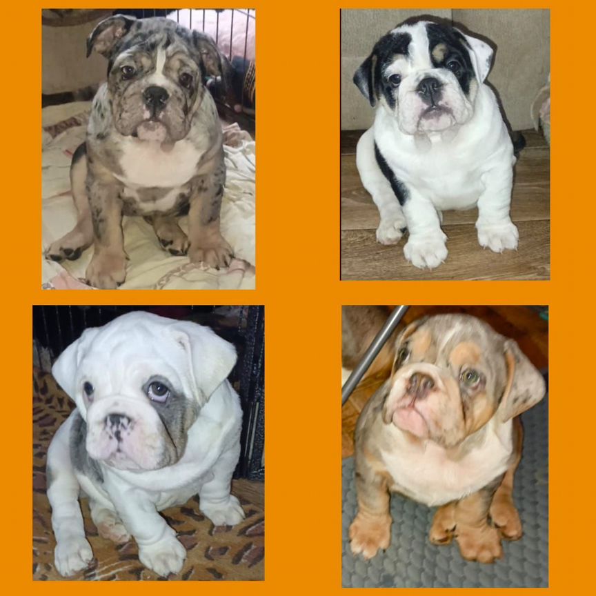 Английский бульдог, щенок