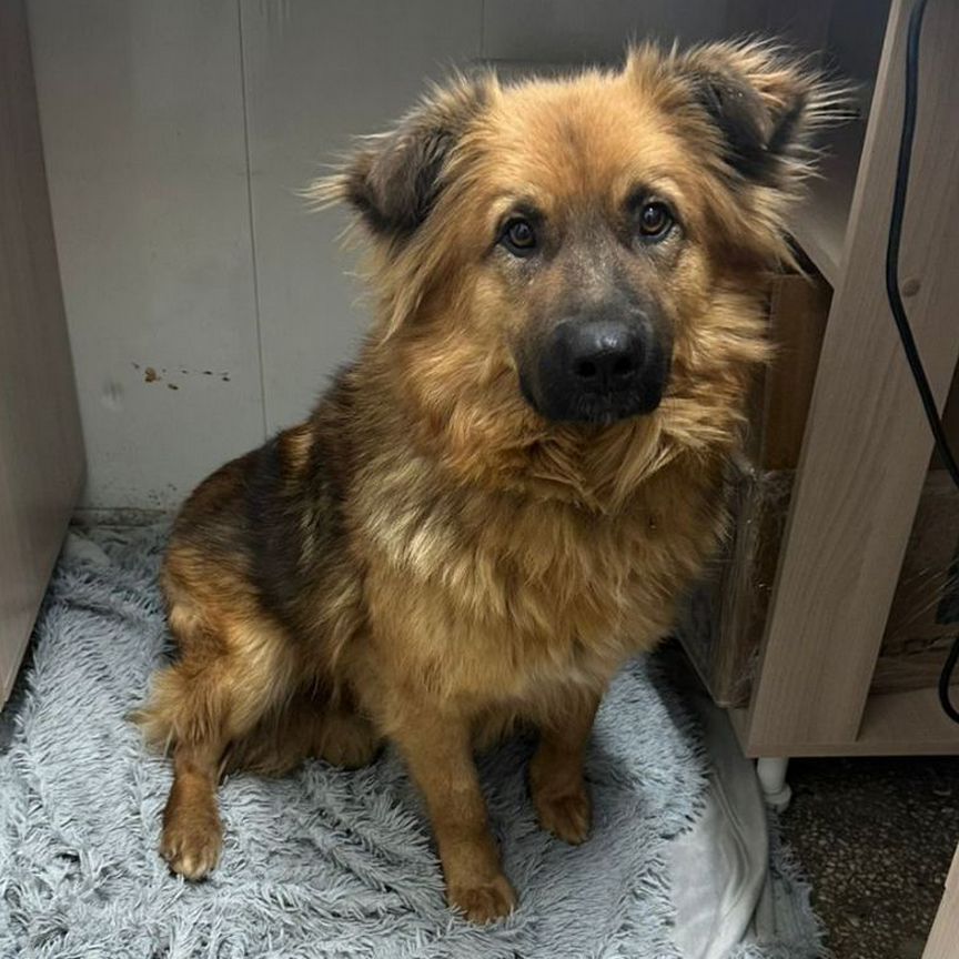 Взрослый пёс в добрые руки