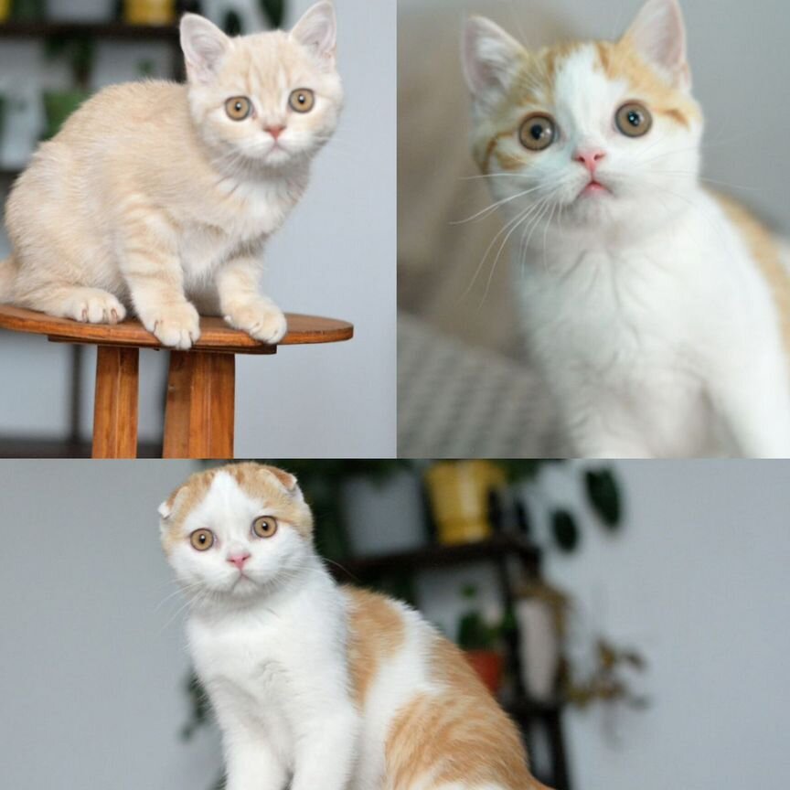 Шотландские котята из питомника