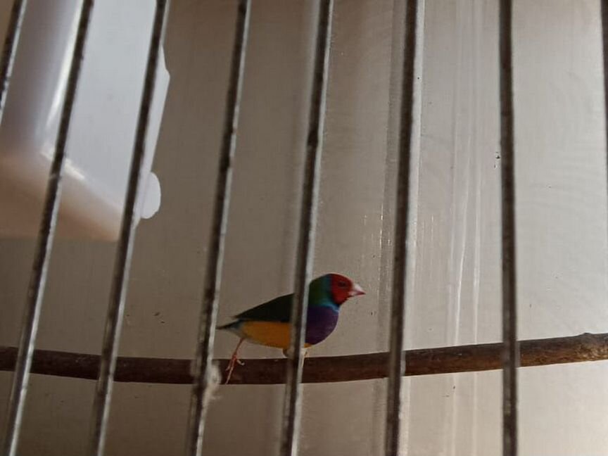 Амалины гульда