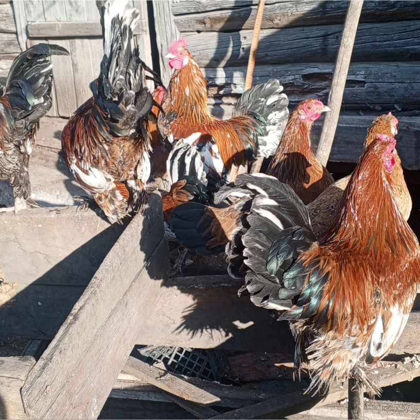 Петушки Бентамка