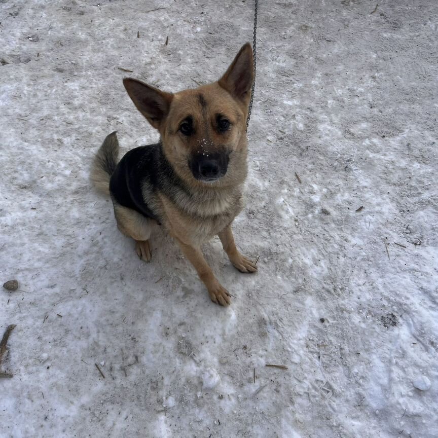 Собака на охрану