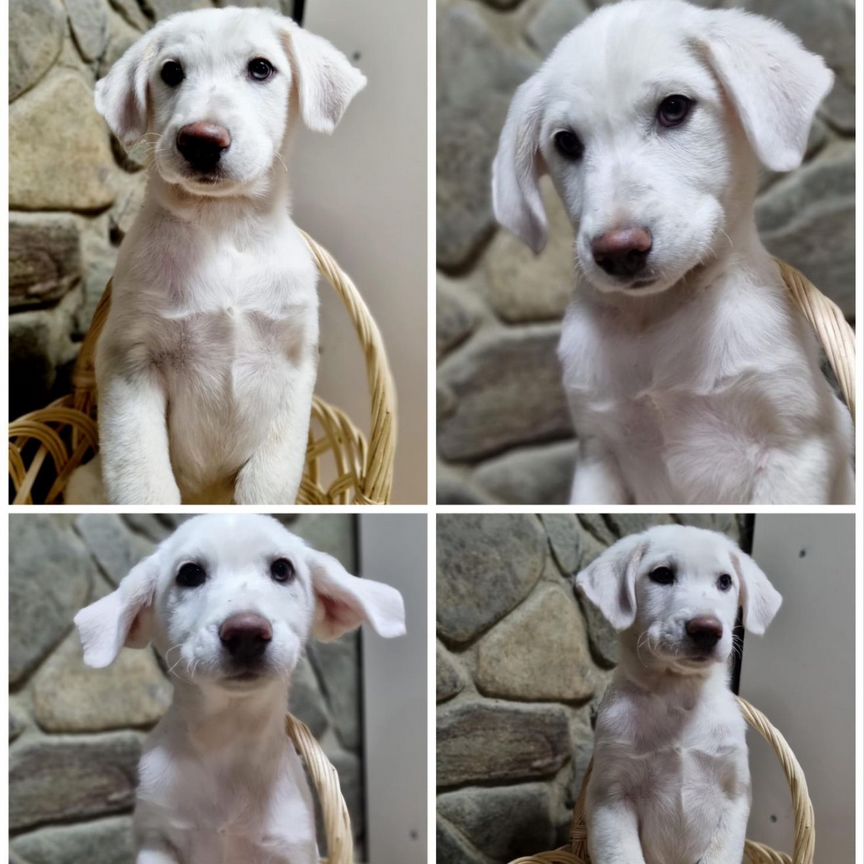 Щенок