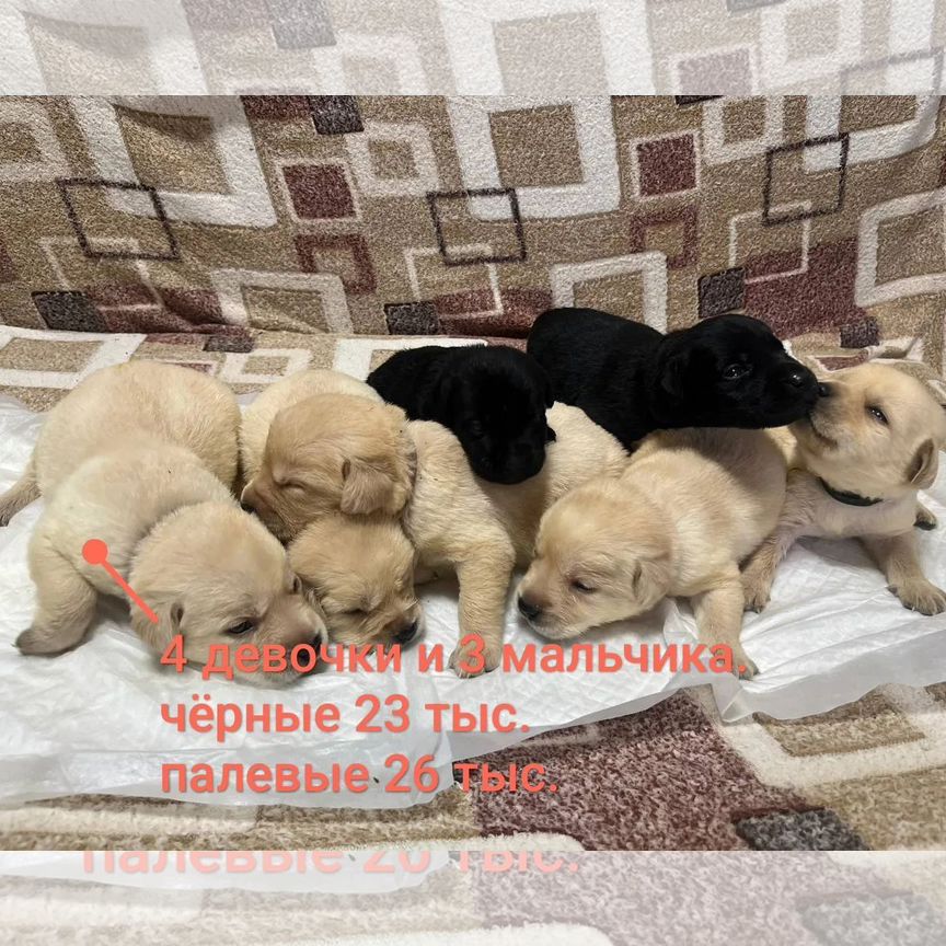 Лабрадор-ретривер, щенок