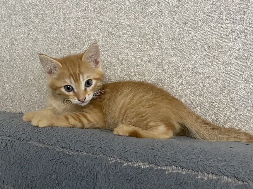 Рыжий котенок в добрые руки