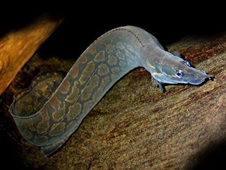 Мастацембел арматус