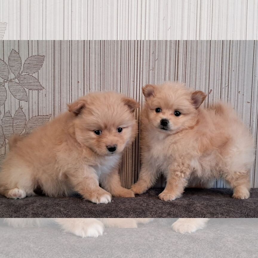 Шпицы мальчишки