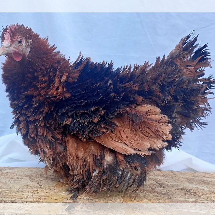 Курочки " хризантемки"