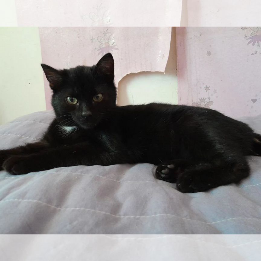 Котёнок в добрые руки