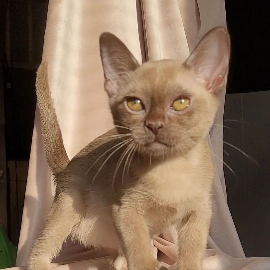 Бурманская кошечка 3,5 мес