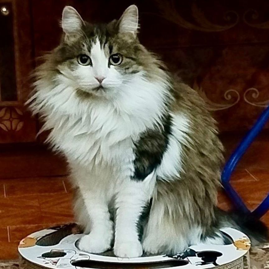 Взрослая, кошка в добрые руки