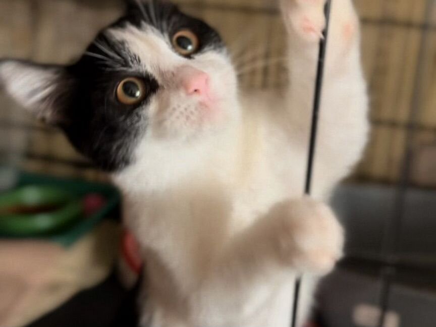 Котенок мальчик (приют Пушистики)